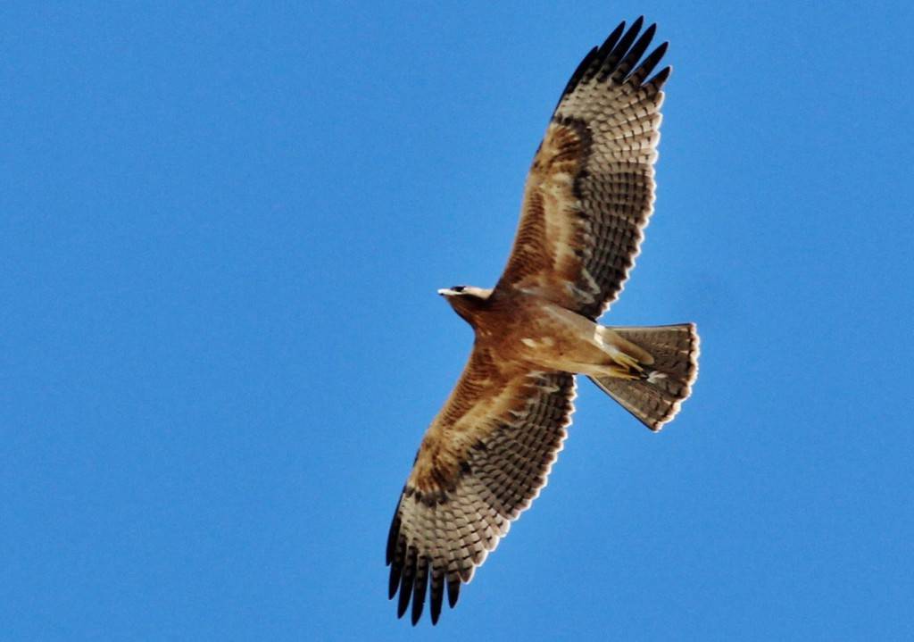 Gallery | Meet the Cyprus Eagle through Pictures and Video – University ...