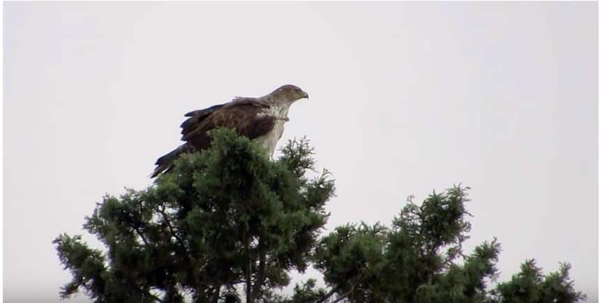 Gallery | Meet the Cyprus Eagle through Pictures and Video - University ...